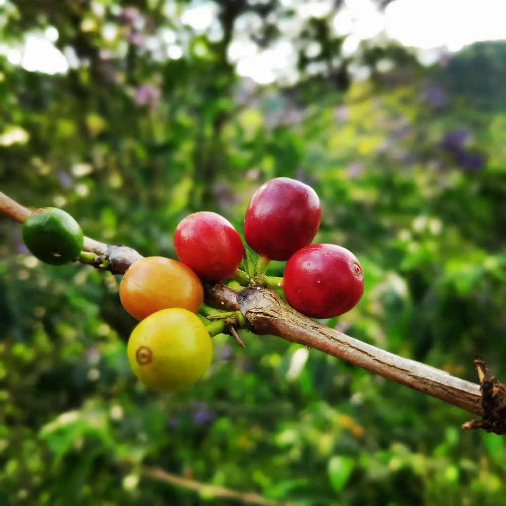 Specialty Coffee: een reis door de wereld van kwaliteitskoffie – Ko Koffie